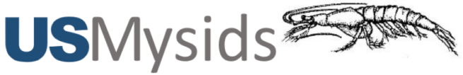Mysid Shrimp for Sale - US Mysids - Live Caught Saltwater Shrimp