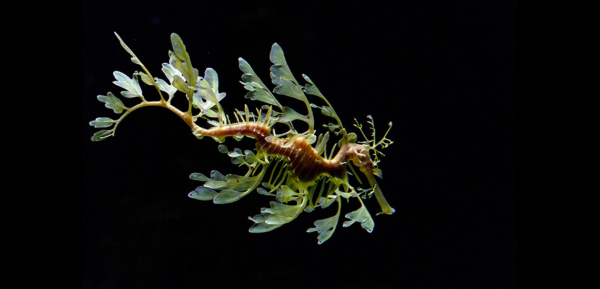 Mysid Shrimp for Sale - US Mysids - Live Caught Saltwater Shrimp